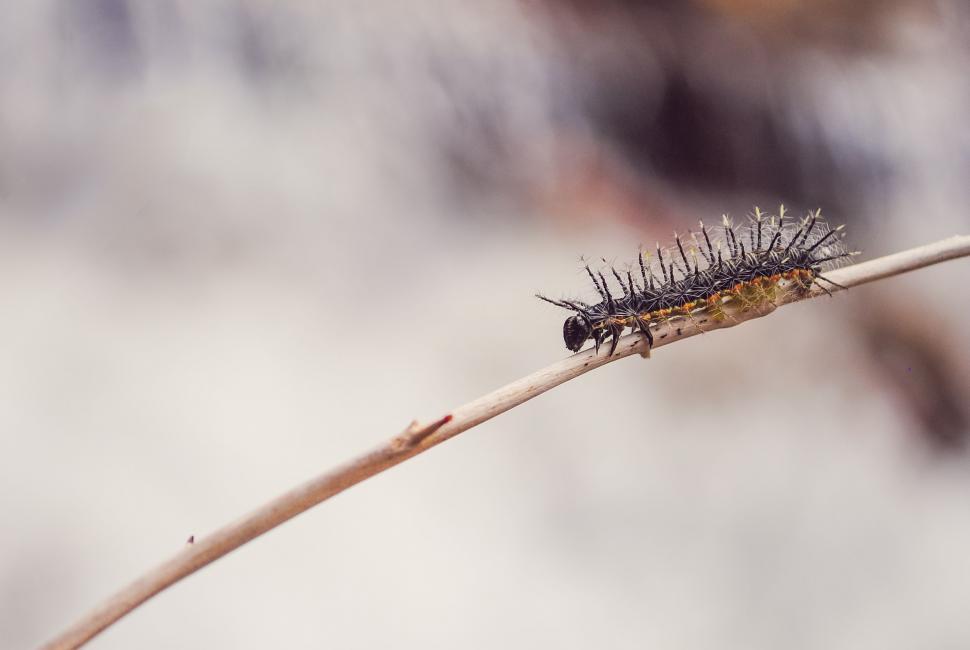 Free Stock Photo of Plant With Bug Crawling Close Up | Download Free ...