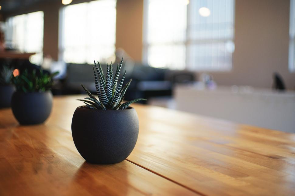 Free Stock Photo of Wooden Table With Two Potted Plants | Download Free ...