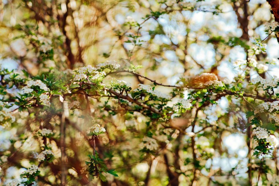 Free Stock Photo of tree oak forest plant branch landscape spring leaf ...