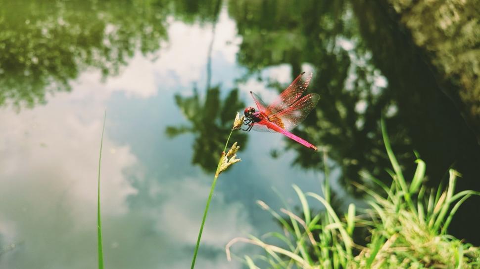 Free Stock Photo of Majestic Red Dragon Flying Over Water | Download ...