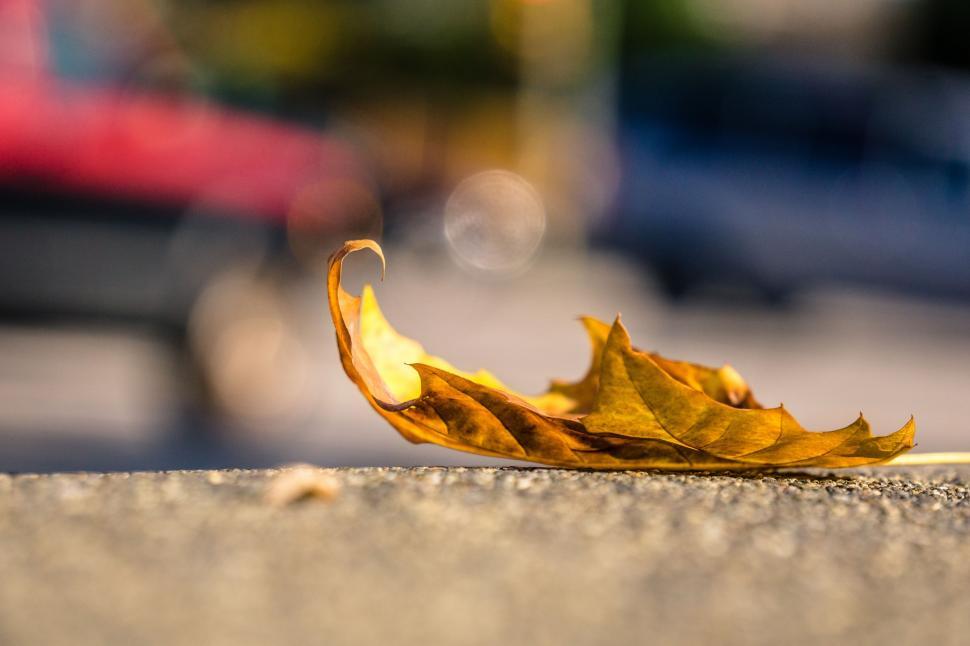 Free Stock Photo of Fallen Leaf on Ground | Download Free Images and ...