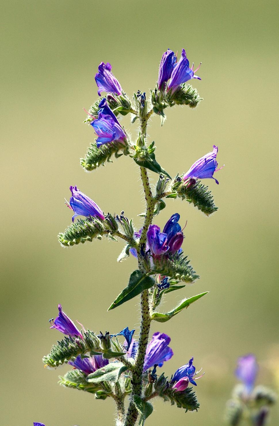 Free Stock Photo of Blue flowers | Download Free Images and Free ...
