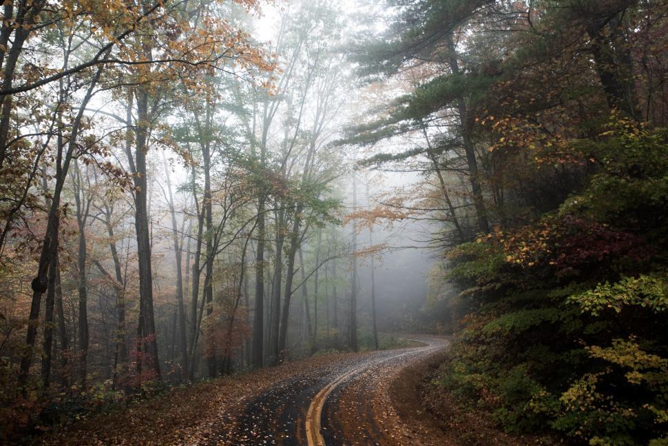 Free Stock Photo of Road Cutting Through Dense Forest | Download Free ...