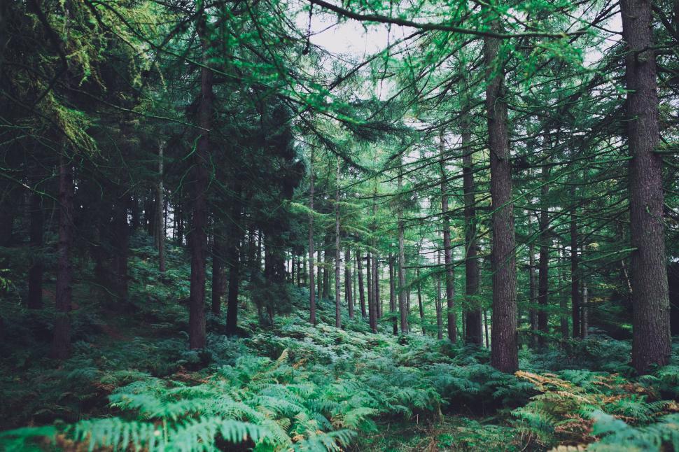 Free Stock Photo of Verdant Forest Teeming With Trees | Download Free ...