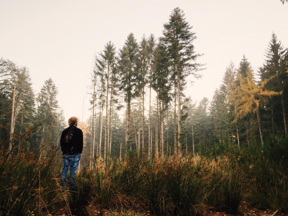 Free Stock Photo of Man Standing in the Middle of Forest | Download ...