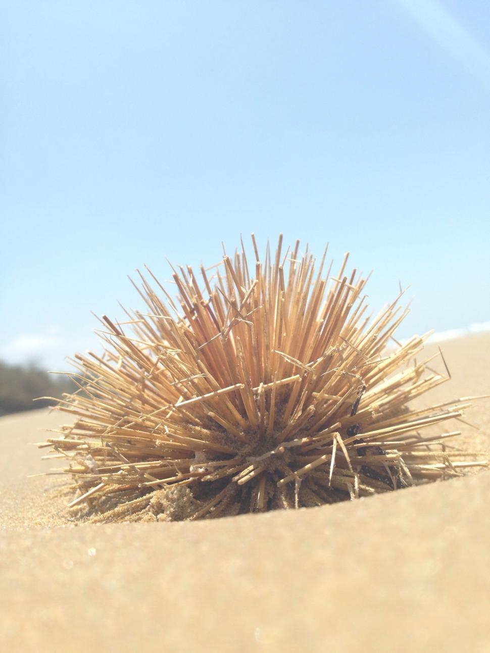 Free Stock Photo of Plant Growing in Sand Against Sky Background ...