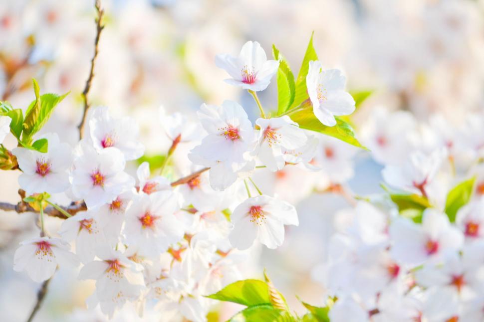 Free Stock Photo of april flower spring blossom plant flowers floral ...