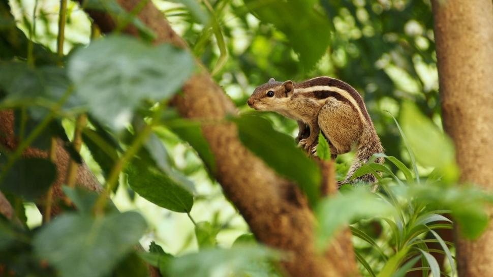 Free Stock Photo of Small Rodent Perched on Tree Branch | Download Free ...