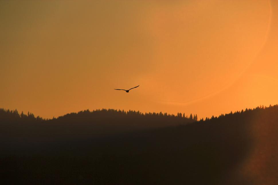 Free Stock Photo of Bird Flying Over Forest at Sunset | Download Free ...