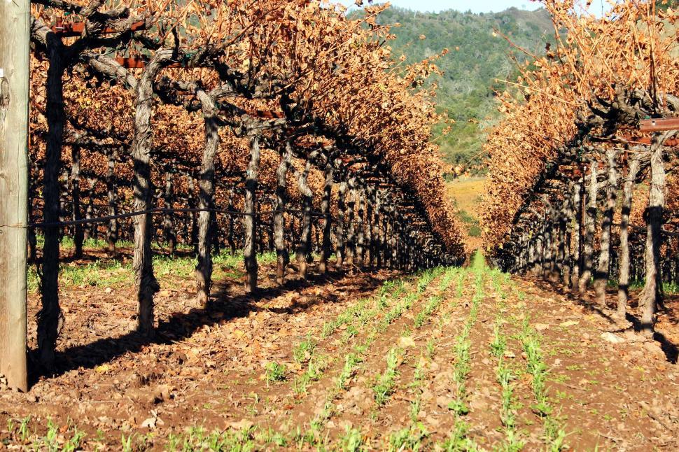 Free Stock Photo of Row of Trees Aligned Next to Each Other | Download ...