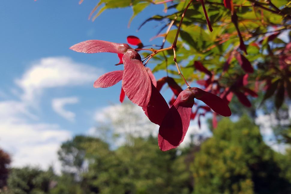 Free Stock Photo of Seeds of a Red Japanese Maple | Download Free ...