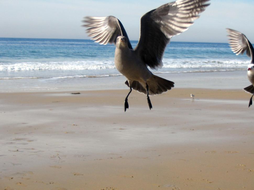Free Stock Photo of Seagulls in flights | Download Free Images and Free ...