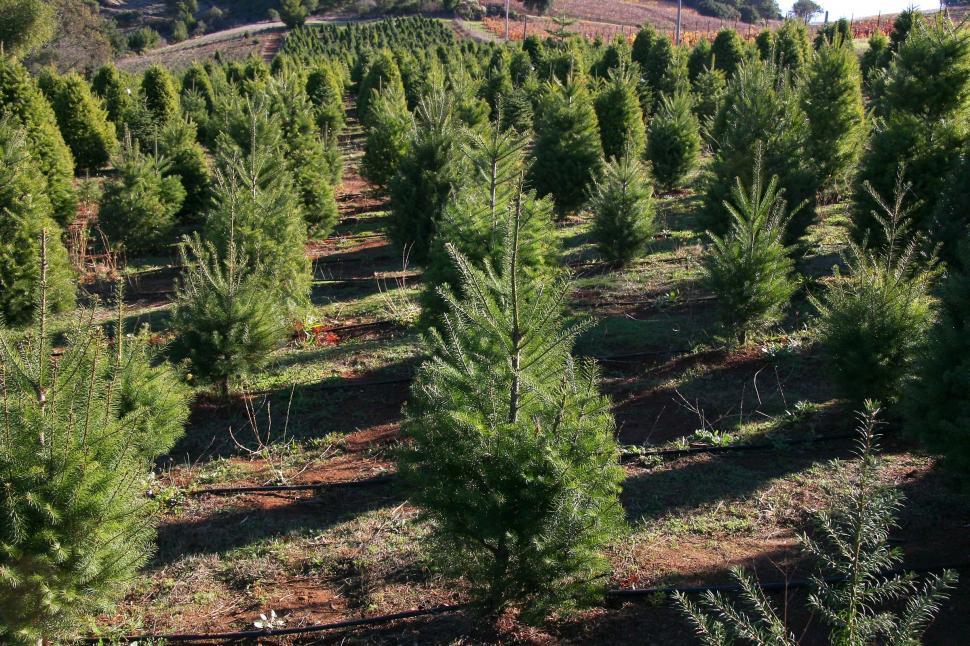 Free Stock Photo of Tree farm | Download Free Images and Free Illustrations