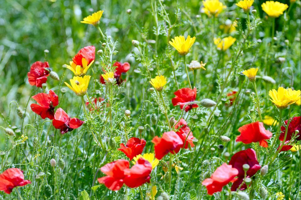 Free Stock Photo of Red and yellow flowers | Download Free Images and ...