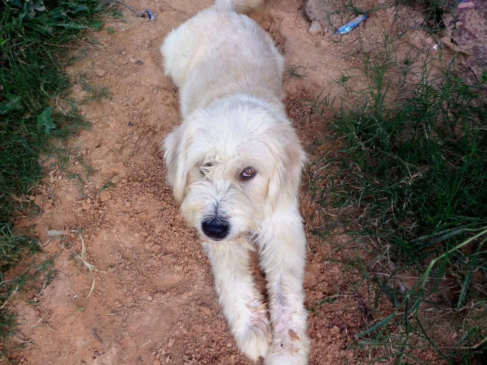 Free Stock Photo of Cute, scruffy dog | Download Free Images and Free ...