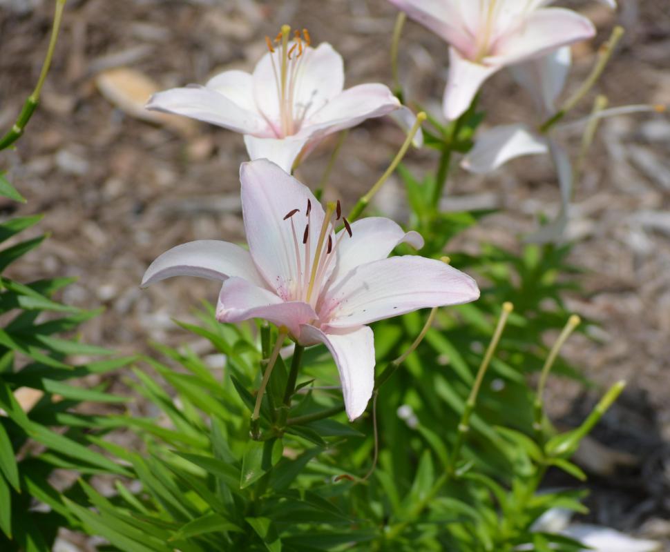 Free Stock Photo of Flowers | Download Free Images and Free Illustrations