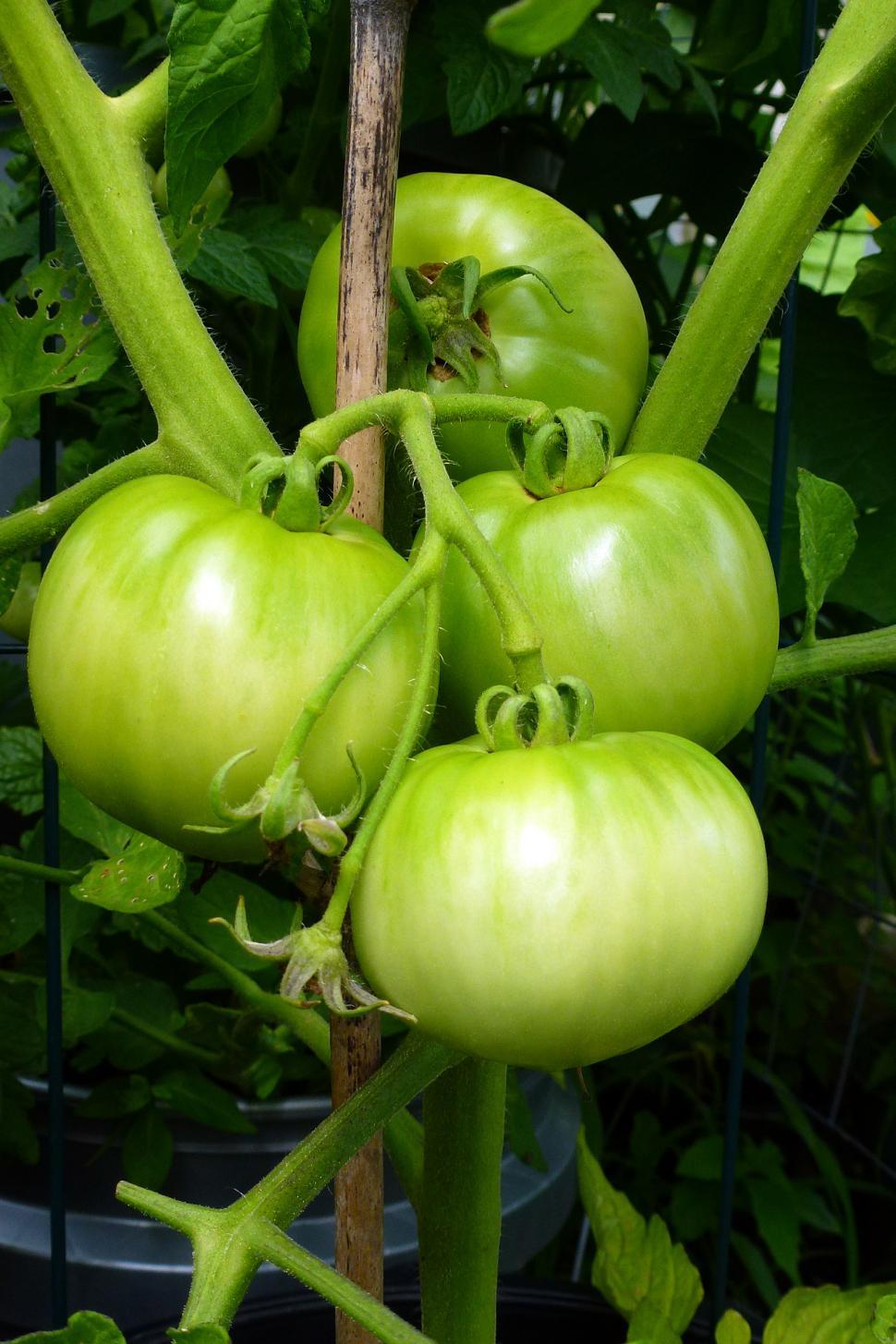 Free Stock Photo of Tomatoes on the Vine | Download Free Images and ...
