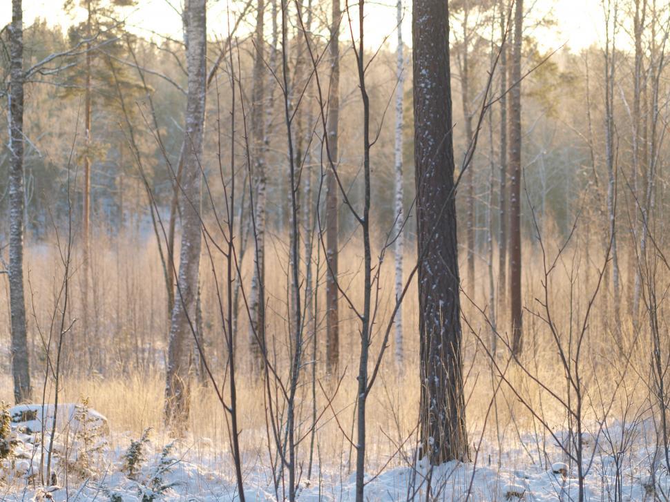 Free Stock Photo of Thin trees in frozen forest | Download Free Images ...