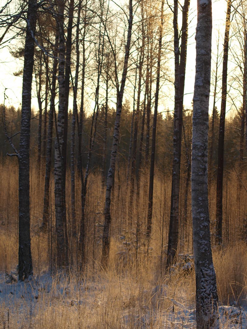 Free Stock Photo of Frozen forest with dense underbrush | Download Free ...