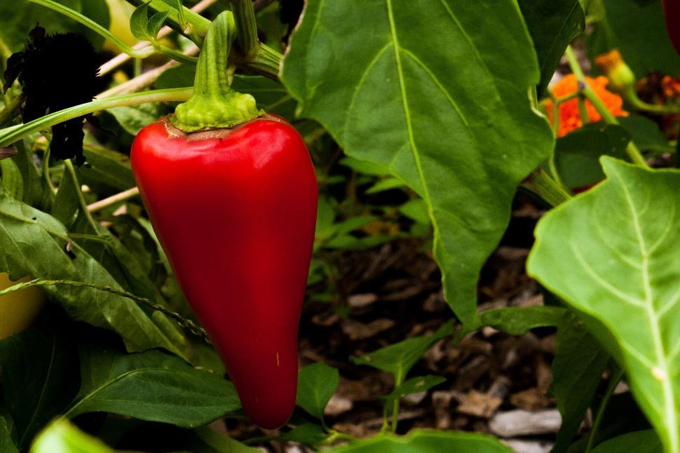 Free Stock Photo of Red Pepper | Download Free Images and Free ...