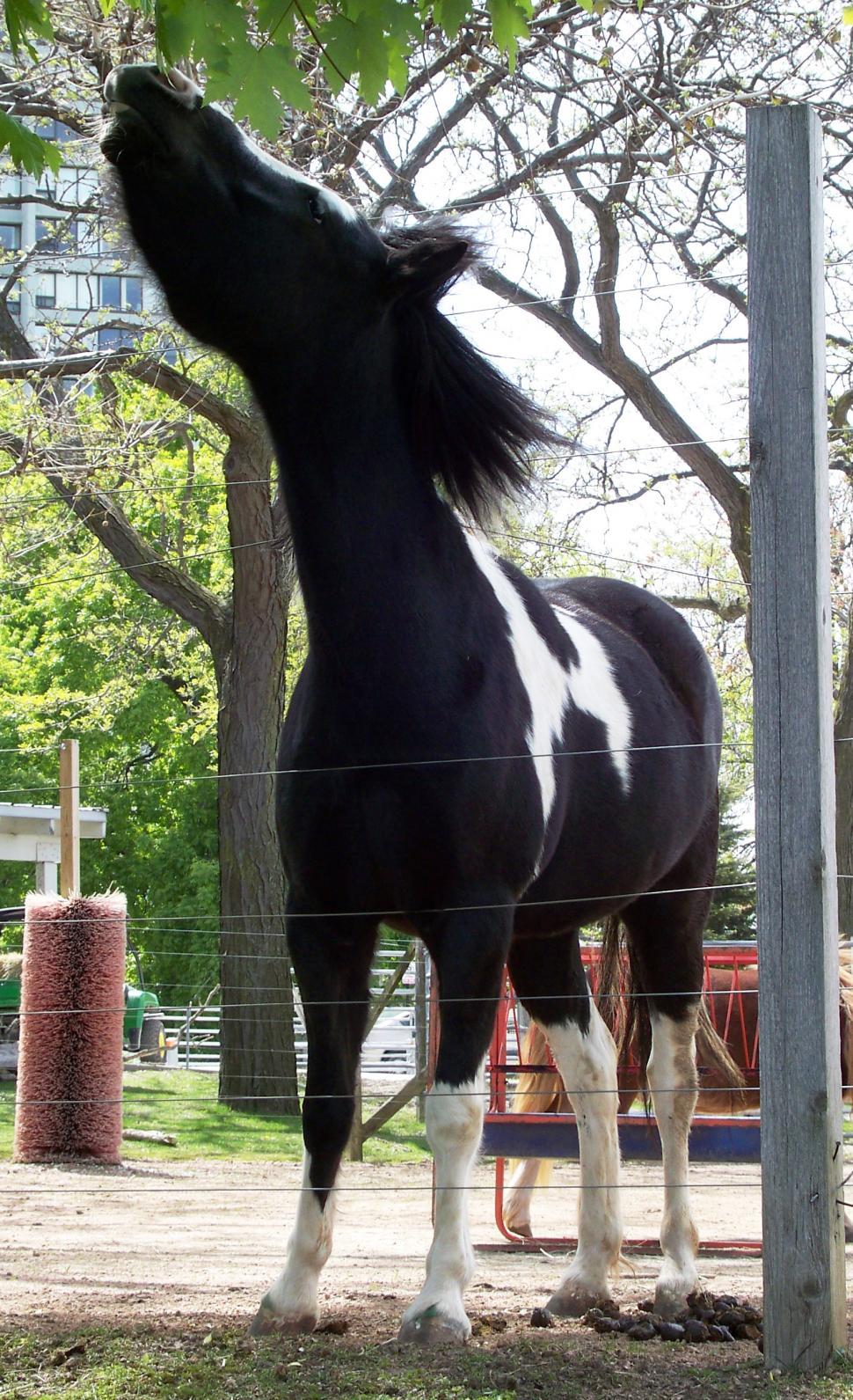 Free Stock Photo of Reaching Pony | Download Free Images and Free ...