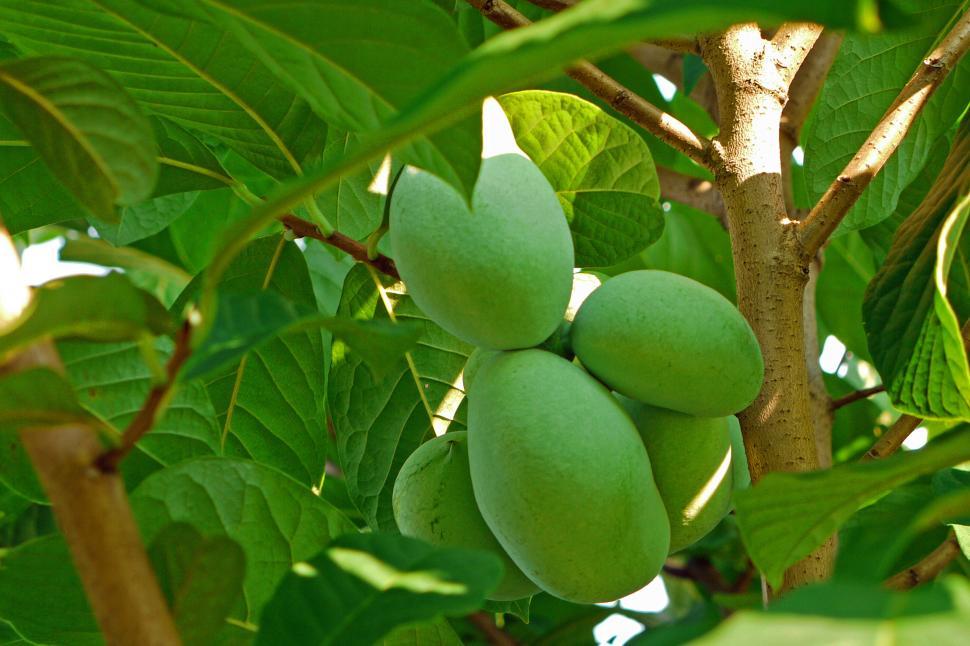 Free Stock Photo of Pawpaw - Prairie Banana | Download Free Images and ...