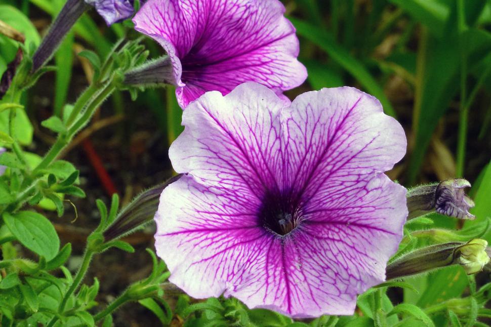 Free Stock Photo of Petunia | Download Free Images and Free Illustrations