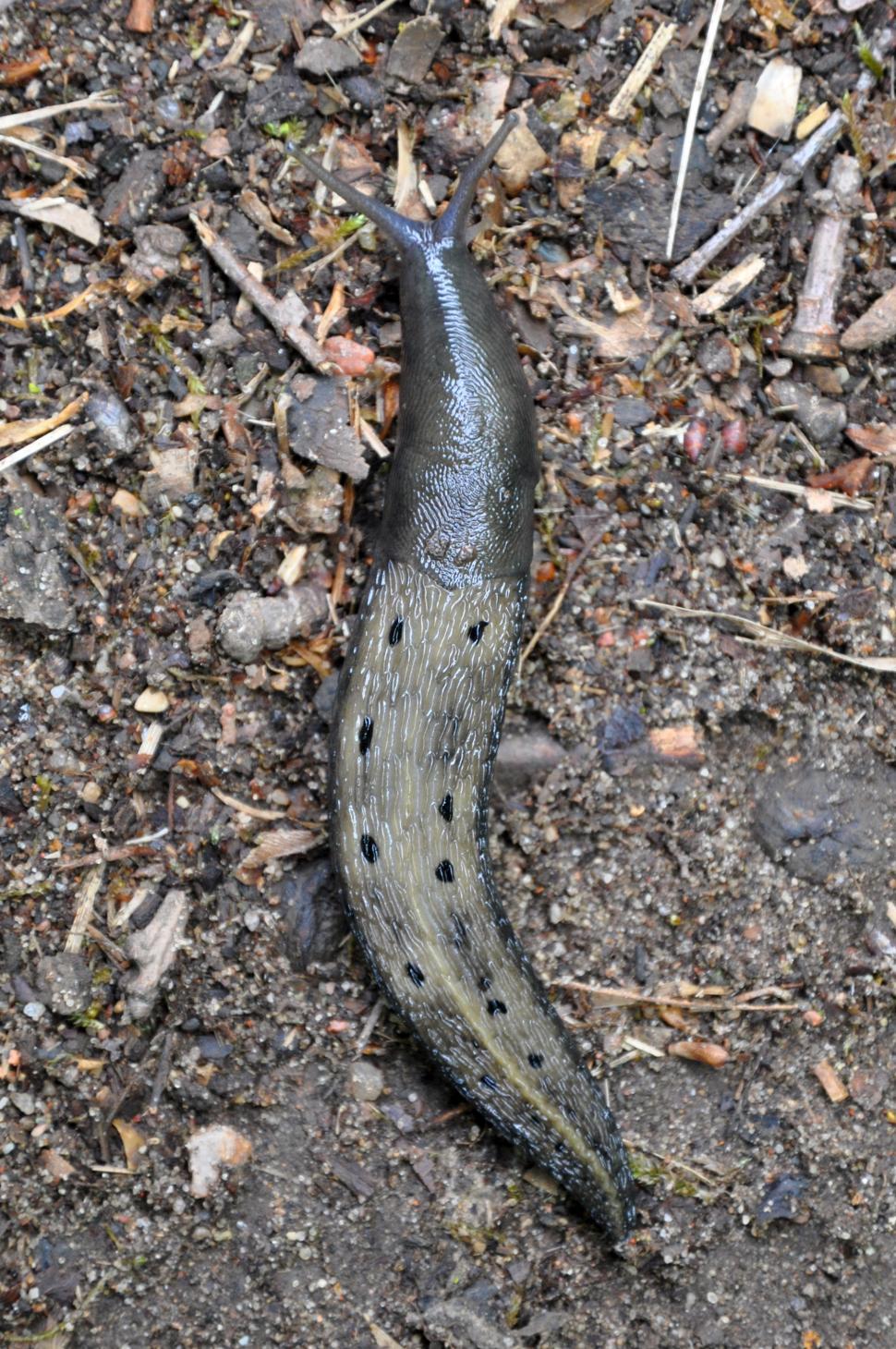 Free Stock Photo of Slug | Download Free Images and Free Illustrations