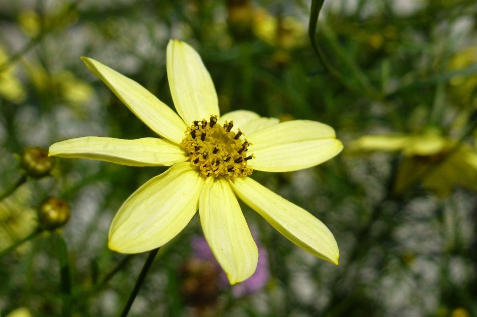 Free Stock Photo of Yellow Coreopsis Flower Closeup | Download Free ...