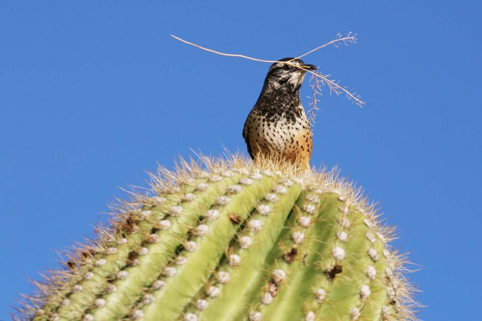 Free Stock Photo of Cactus wren bird with twig | Download Free Images ...