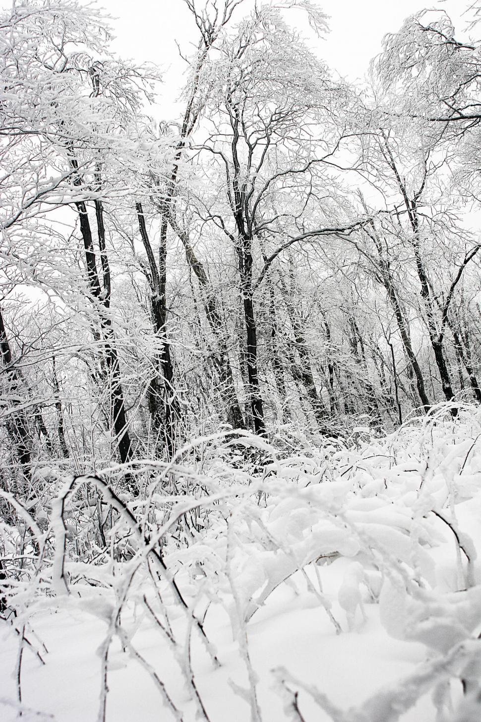 Free Stock Photo of Snow-Covered Trees in Black and White | Download ...