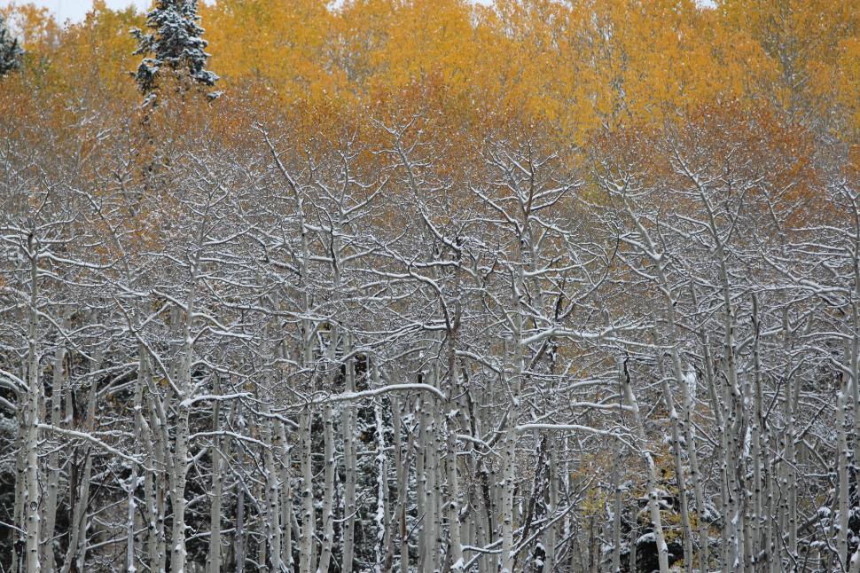 Free Stock Photo of Snow-Covered Forest Filled With Trees | Download ...