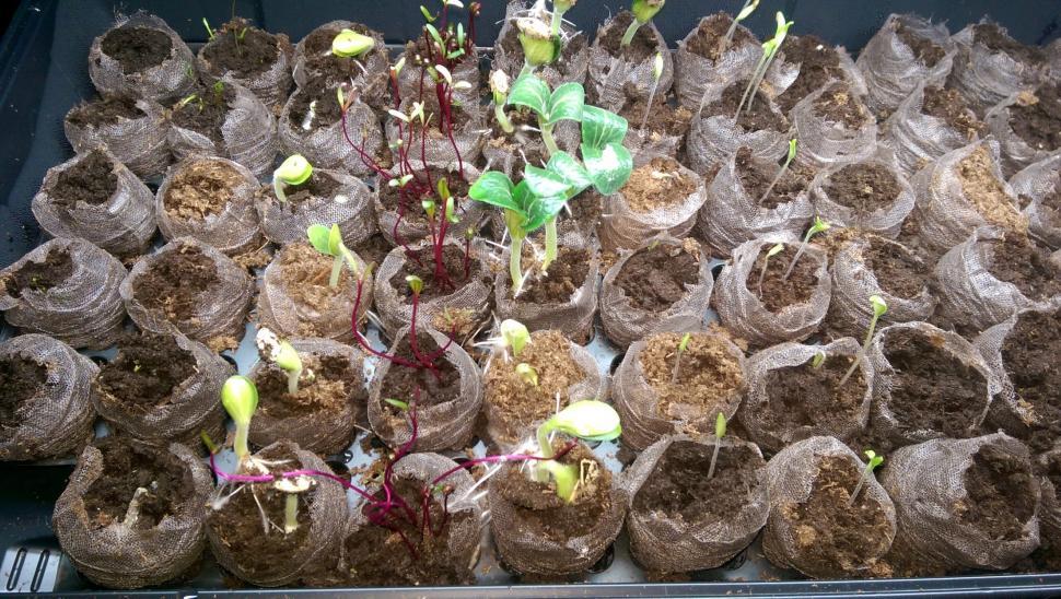 Free Stock Photo of Vegetables spouting. | Download Free Images and ...