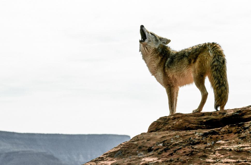 Free Stock Photo of Coyote | Download Free Images and Free Illustrations