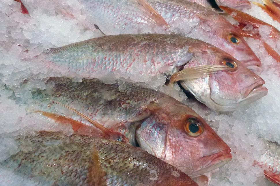 Free Stock Photo of Red Snapper on Ice | Download Free Images and Free ...
