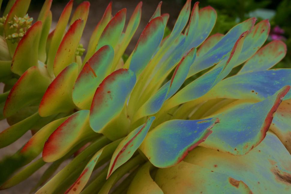 Free Stock Photo of glowing plant | Download Free Images and Free ...