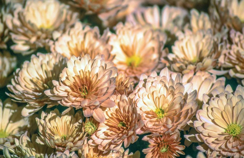 Free Stock Photo of Aster flowers | Download Free Images and Free ...