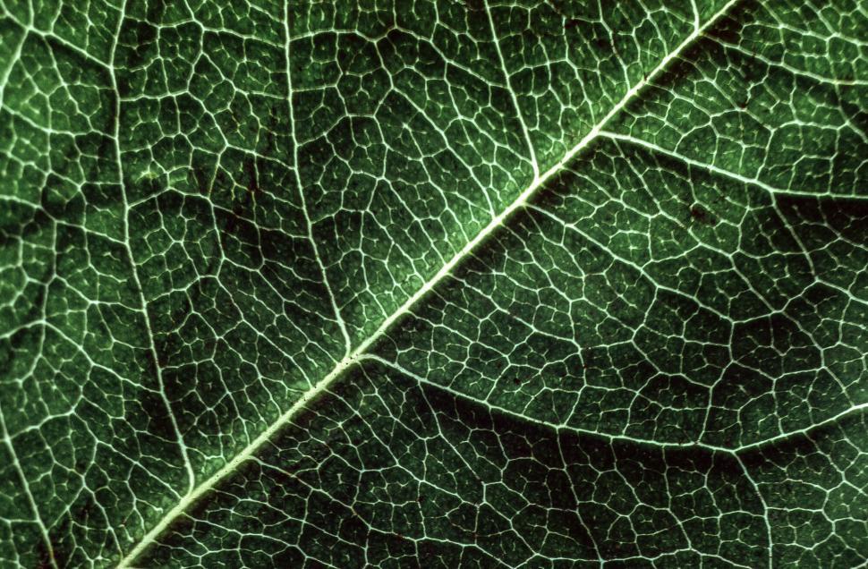Free Stock Photo of Rose Leaf | Download Free Images and Free Illustrations