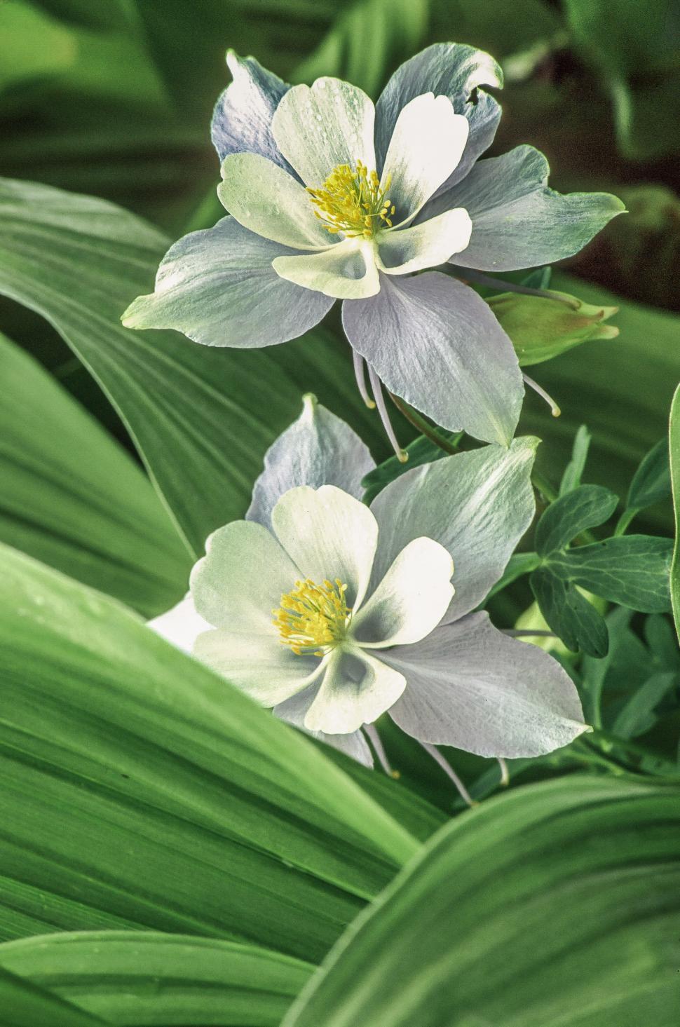 Free Stock Photo of Corn flowers | Download Free Images and Free ...