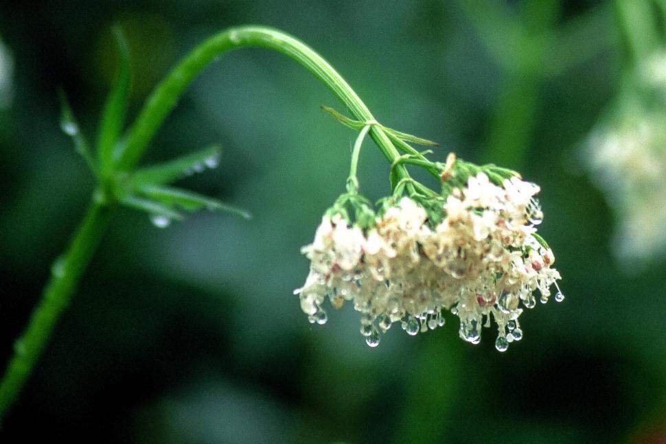Free Stock Photo of Valerian Flowers | Download Free Images and Free ...