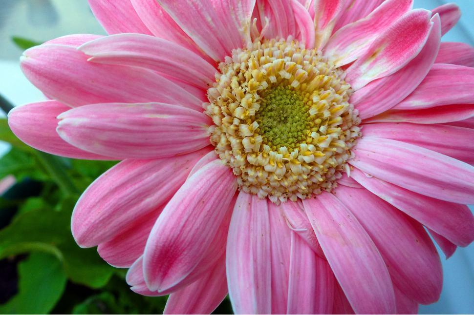 Free Stock Photo of Pink Gerbera Daisy Macro | Download Free Images and ...
