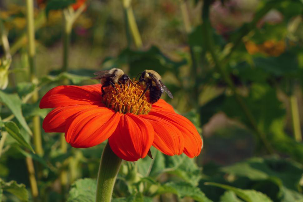Free Stock Photo of Mexican Sunflower and Honey Bees | Download Free ...