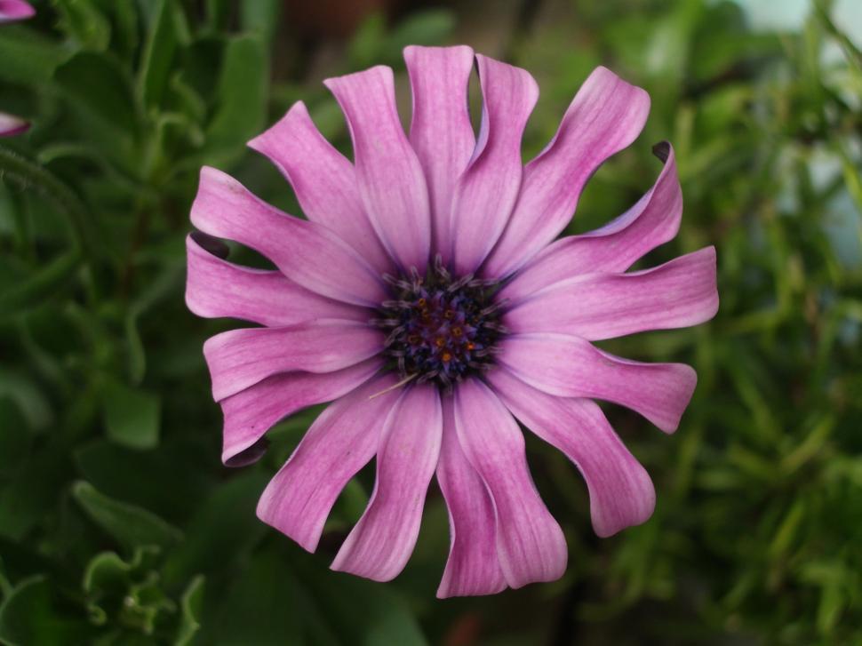 Free Stock Photo of Flowers | Download Free Images and Free Illustrations