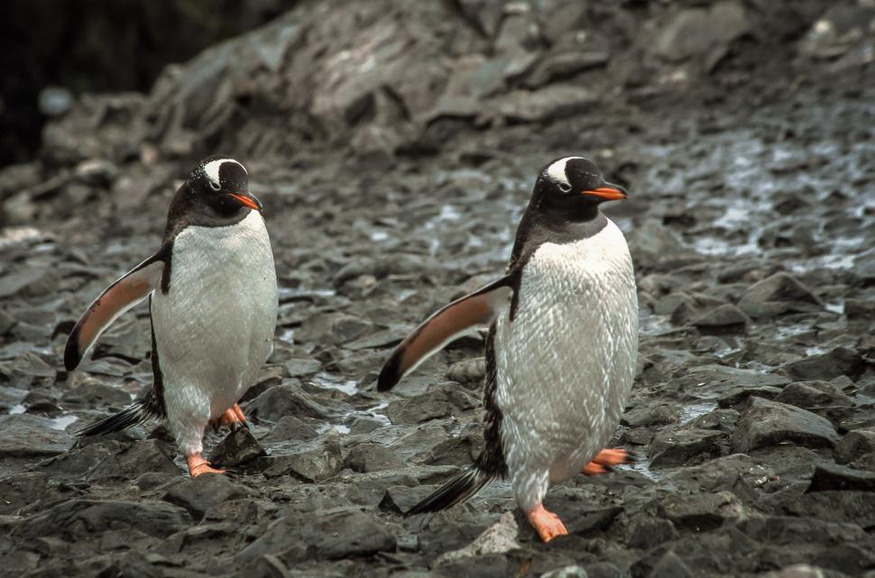 Free Stock Photo of Two Gentoo Penguins | Download Free Images and Free ...