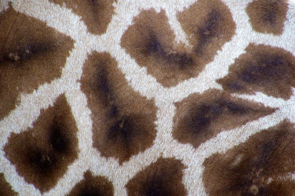 Free Stock Photo of Close Up of Giraffes Fur Pattern | Download Free ...