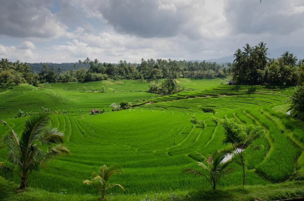 Free Stock Photo of Lush Green Field With Trees in Background ...