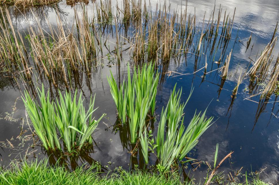 Free Stock Photo of Lush Pond Surrounded by Grassy Banks | Download ...