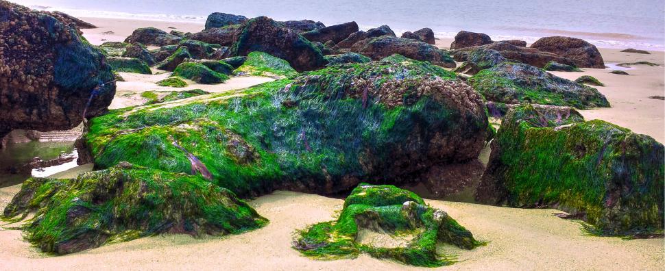 Free Stock Photo of Green Moss Covered Rocks on a Sandy Beach ...