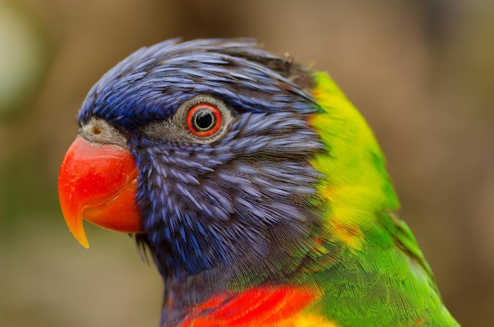 Free Stock Photo of lory parrot lorikeet bird | Download Free Images ...