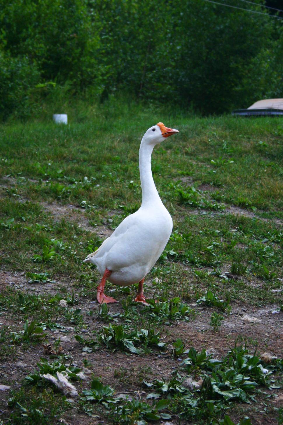 Free Stock Photo of Goose | Download Free Images and Free Illustrations